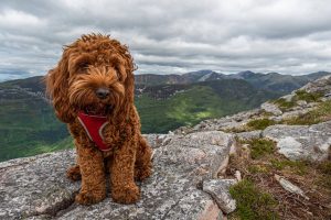 17 Best Dog Breeds of 2025: The Best Dogs Everyone Loves - NCC Blog